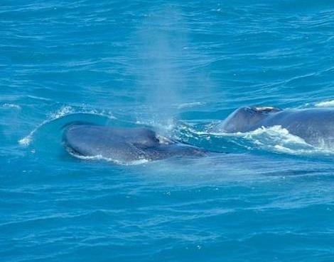 Baleine bleue (Balsenoptera Musculus) - Animaux - Zooz Wiki