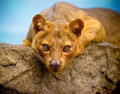 Fossa (Cryptoprocta Ferox) - Animaux - Zooz Wiki Fossa (Cryptoprocta Ferox) - Animaux - Zooz Wiki