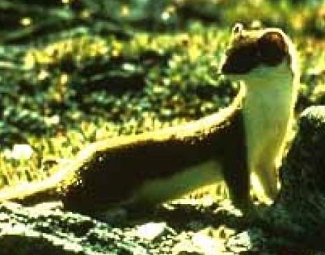 Belette (Mustela Nivalis) - Animaux - Zooz Wiki