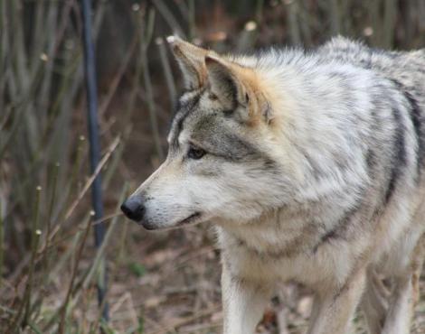 Loup (Canis Rufus) - Animaux - Zooz Wiki